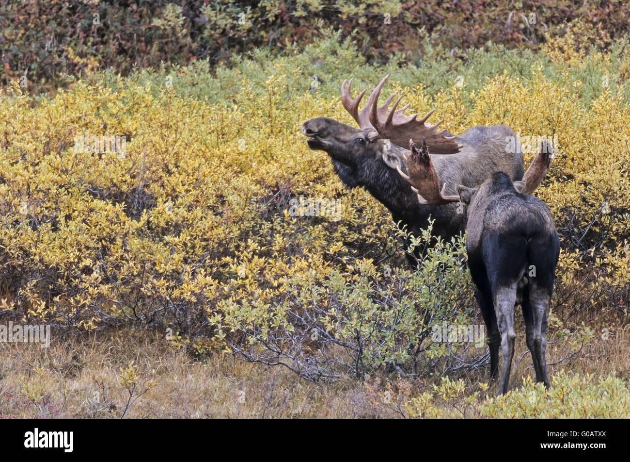 Bull Moose playfully fighting in the tundra Stock Photo - Alamy