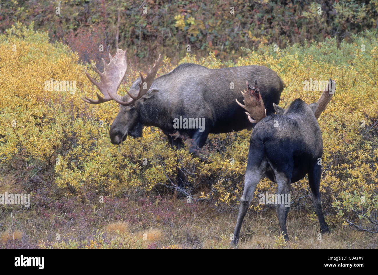 Bull Moose playfully fighting in the tundra Stock Photo - Alamy