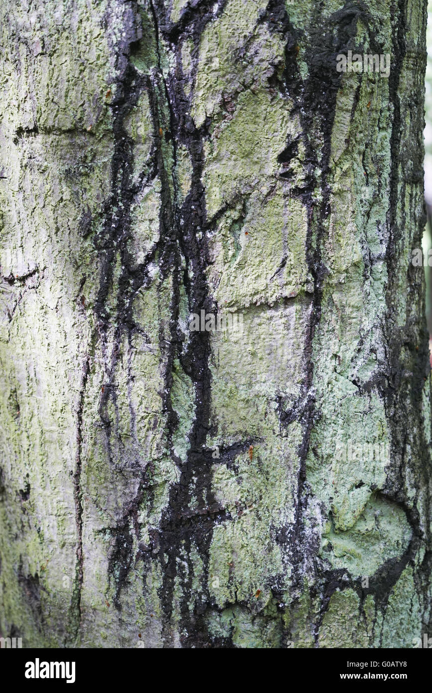 beech tree trunk detail Stock Photo - Alamy