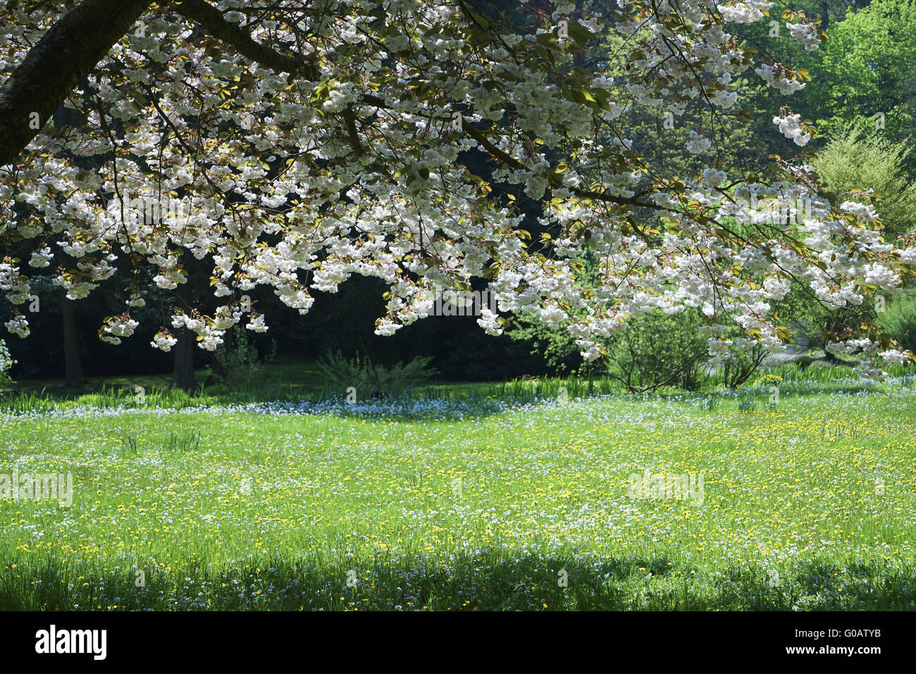 flowering tree in spa garden Stock Photo - Alamy