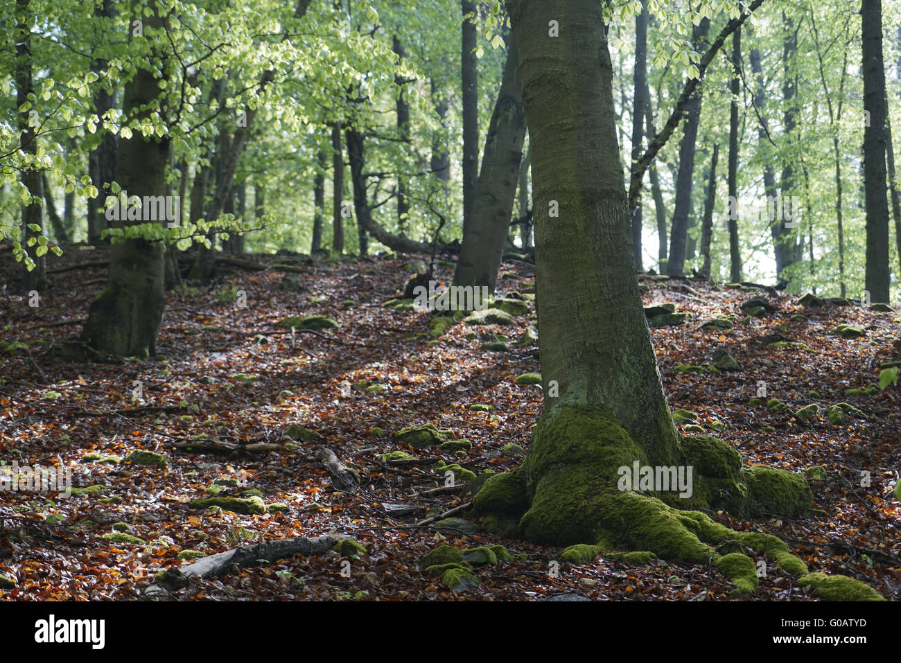 beech tree forest Stock Photo - Alamy