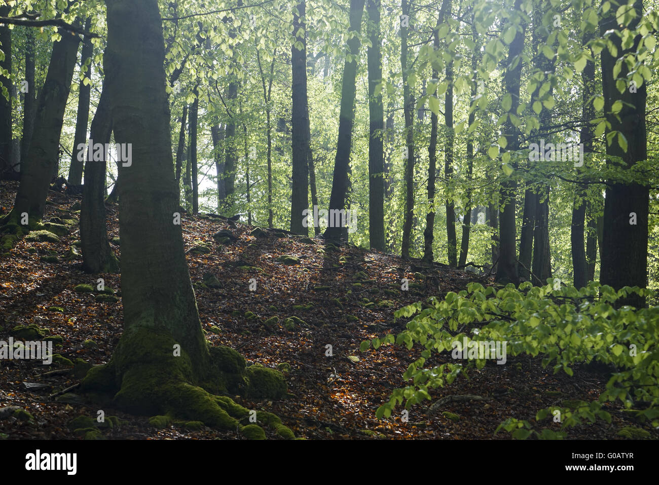 beech tree forest Stock Photo - Alamy