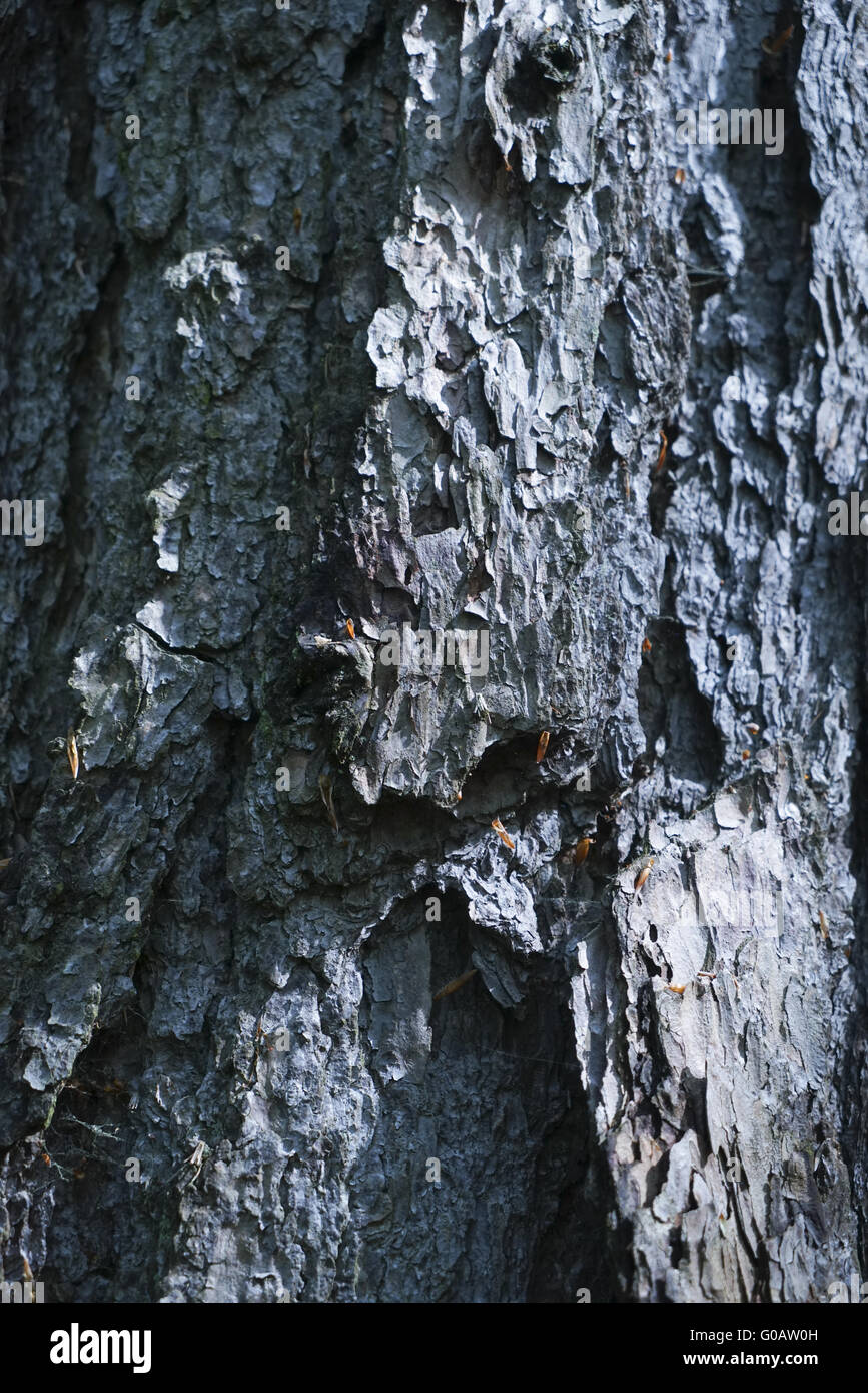 Oak tree trunk hi-res stock photography and images - Alamy