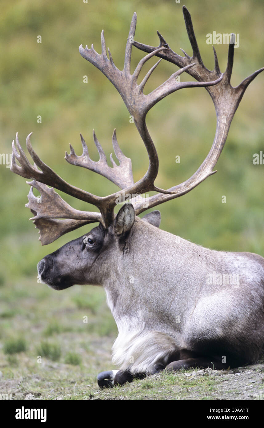 Bull Caribou in portrait resting in the tundra Stock Photo - Alamy