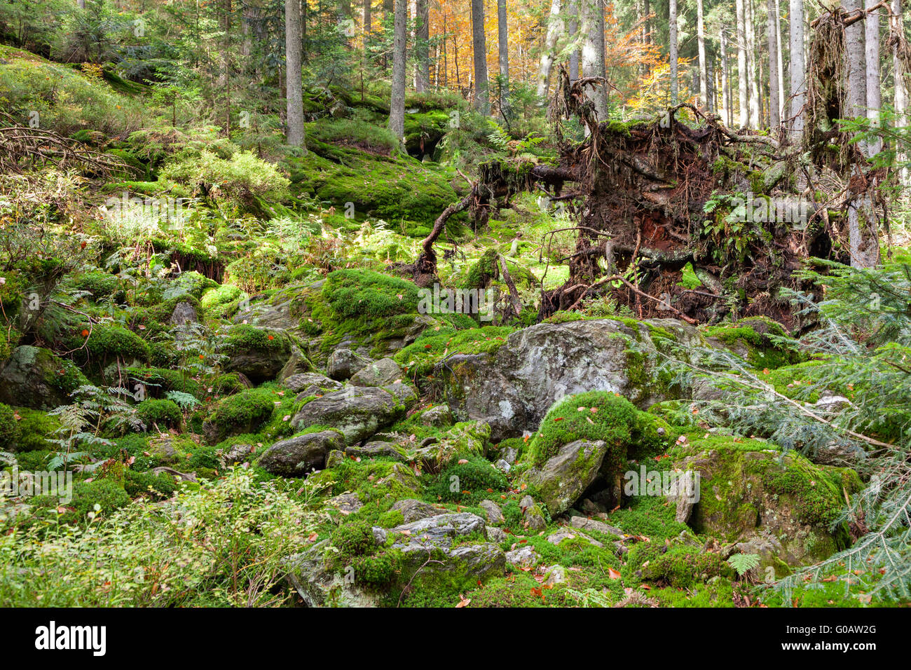 European primeval forest Stock Photo - Alamy