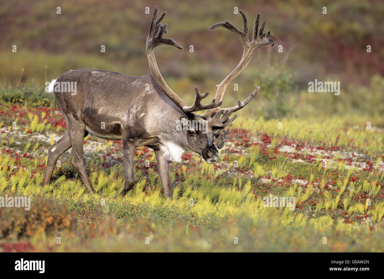 Bull Caribou with velvet antler in indian summer Stock Photo - Alamy