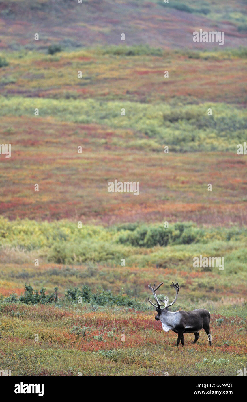 Bull Caribou with velvet antler in the tundra Stock Photo - Alamy