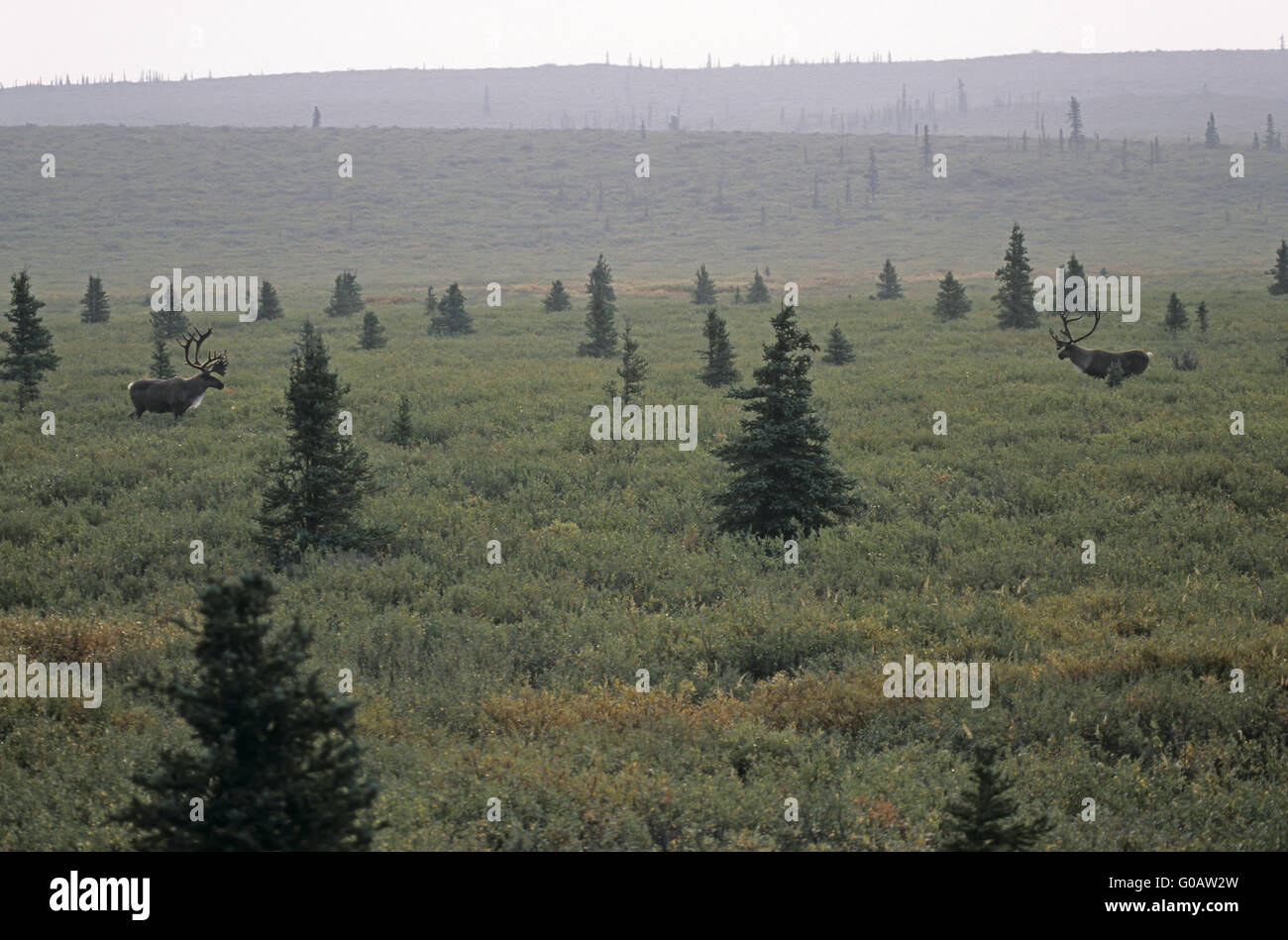 Bull Caribous with velvet antler in the tundra Stock Photo - Alamy
