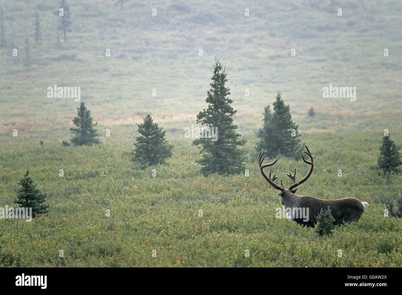 Bull Caribou with velvet antler in the tundra Stock Photo - Alamy