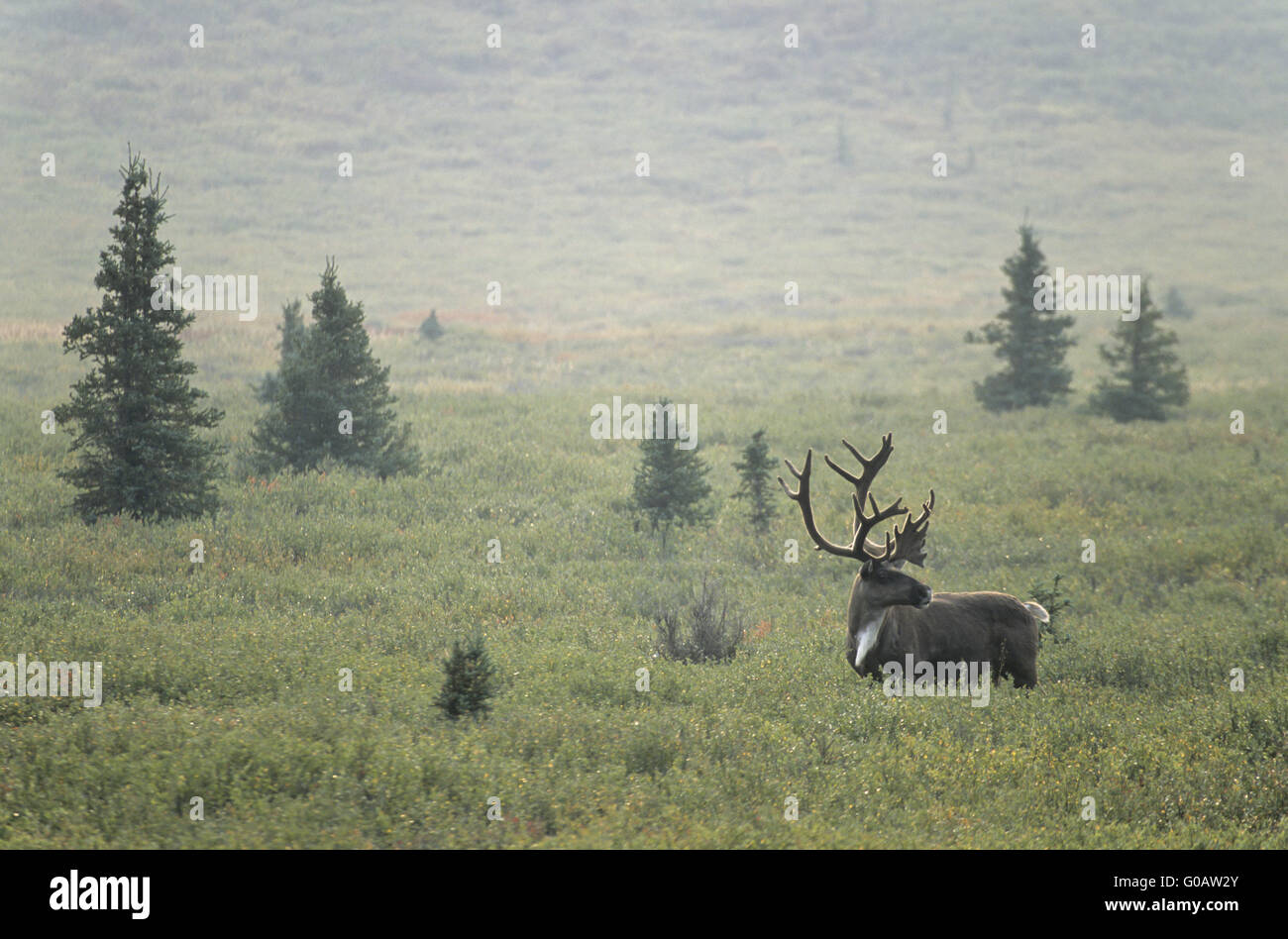Bull Caribou with velvet antler in the tundra Stock Photo - Alamy