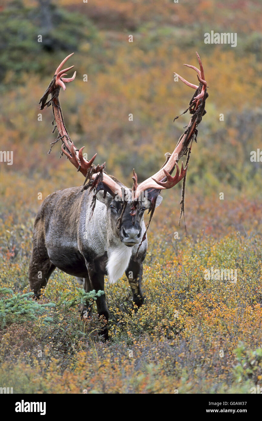 Bull Caribou with rests of velvet on his antler Stock Photo - Alamy