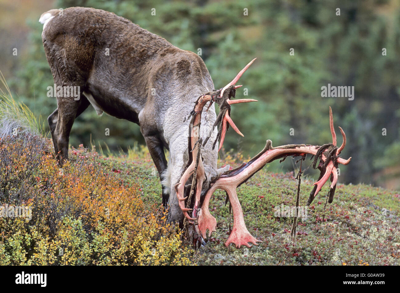 Format national park hi-res stock photography and images - Alamy