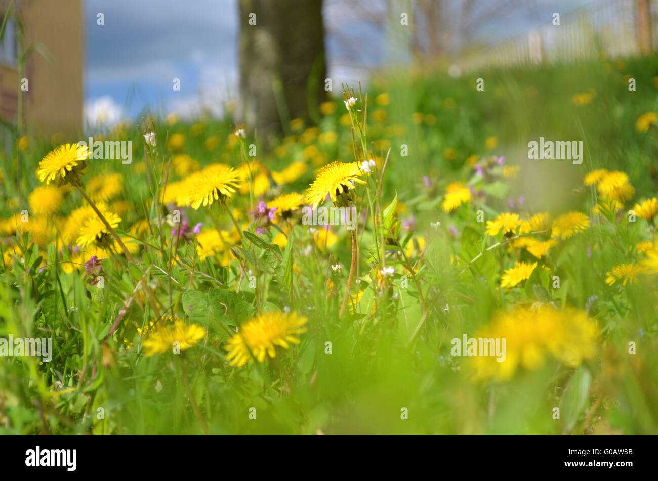 Spaziergang in blumen hi-res stock photography and images - Alamy