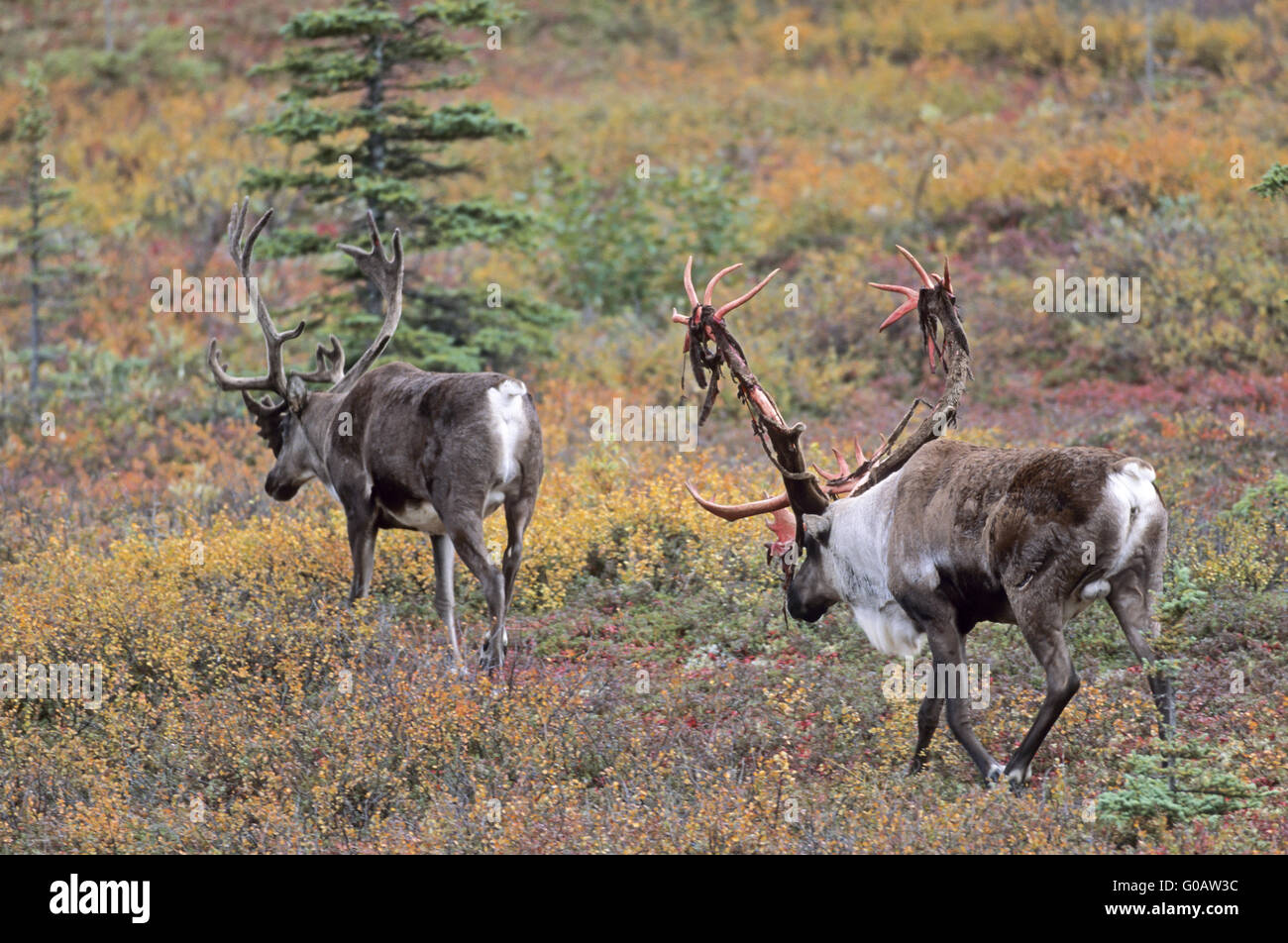 Bull Caribou with rests of velvet on his antler Stock Photo - Alamy