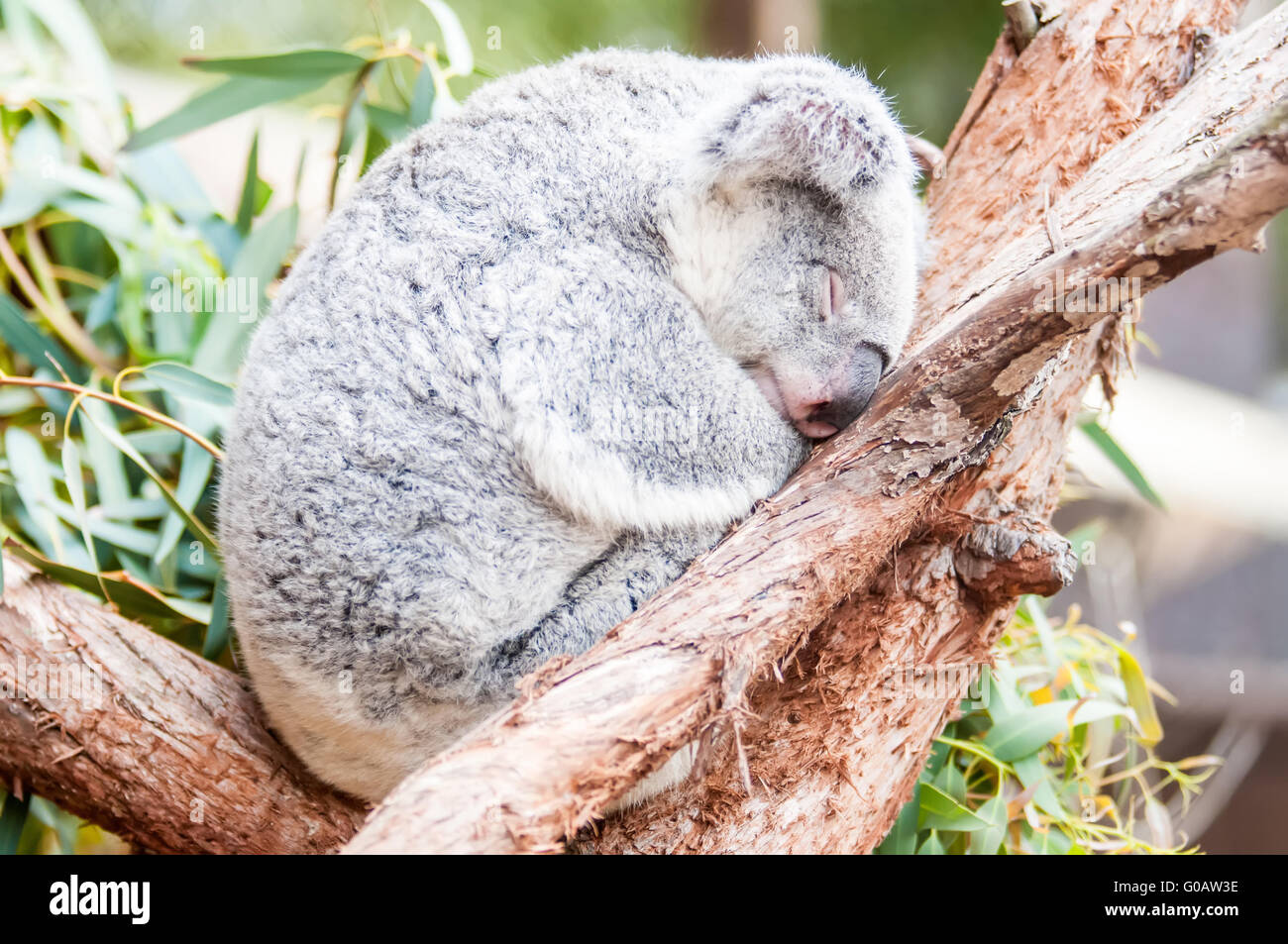 adorable koala bear taking a nap sleeping on a tree Stock Photo - Alamy