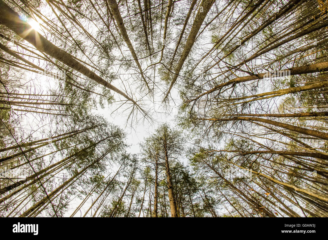 In the deep forest. looking up shot with fisheye lens Stock Photo - Alamy