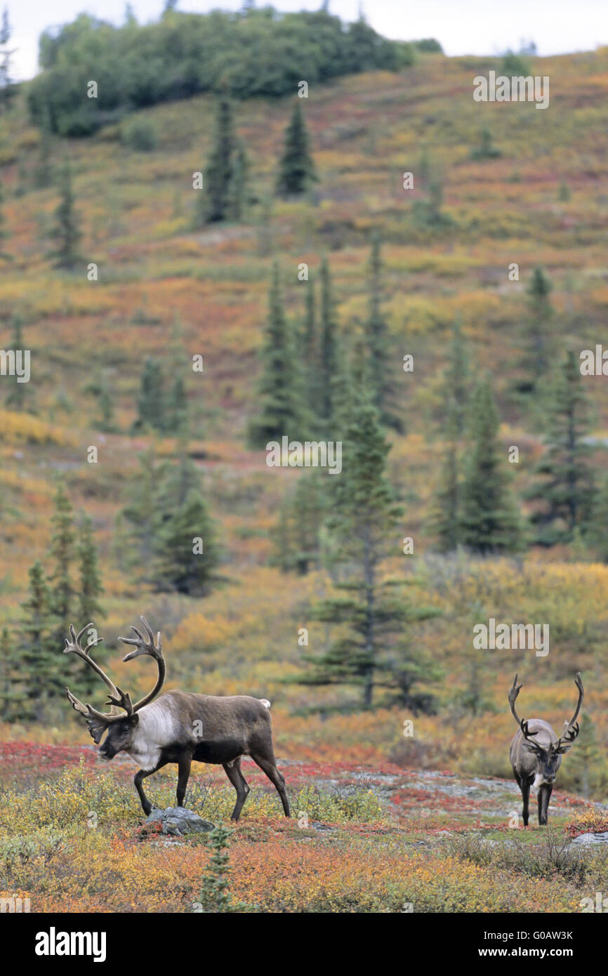 Bull Caribous with velvet antler in the tundra Stock Photo - Alamy