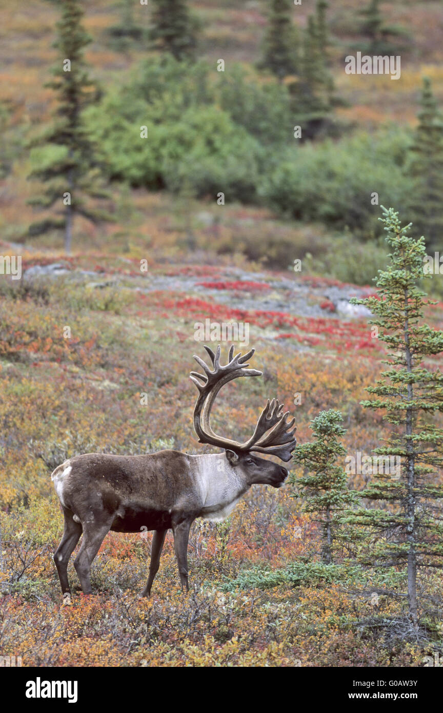Grants Caribou High Resolution Stock Photography and Images - Alamy