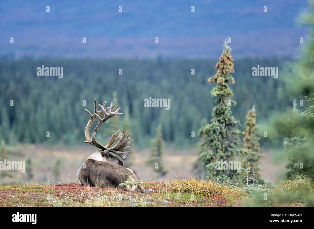Bull Caribou resting in the tundra Stock Photo - Alamy