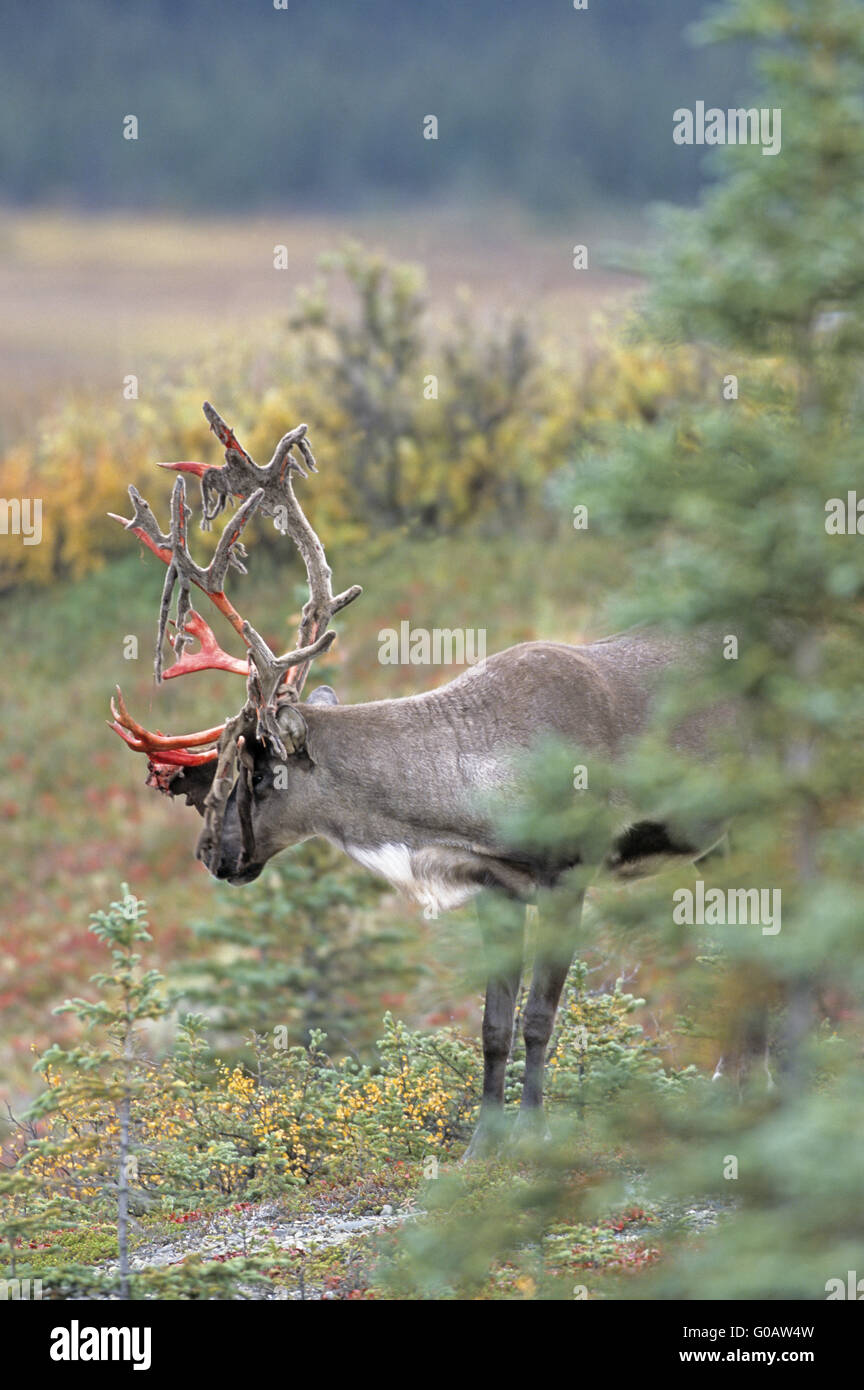 Bull Caribou with rests of velvet on his antler Stock Photo - Alamy