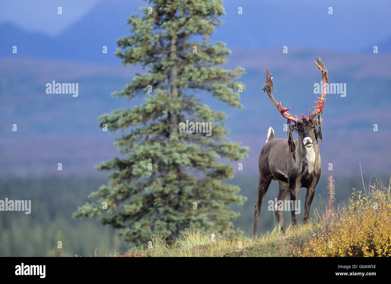 Bull Caribou with rests of velvet on his antler Stock Photo - Alamy