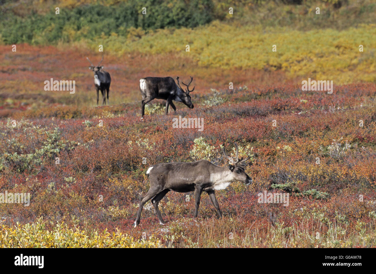 Female reindeer hi-res stock photography and images - Alamy