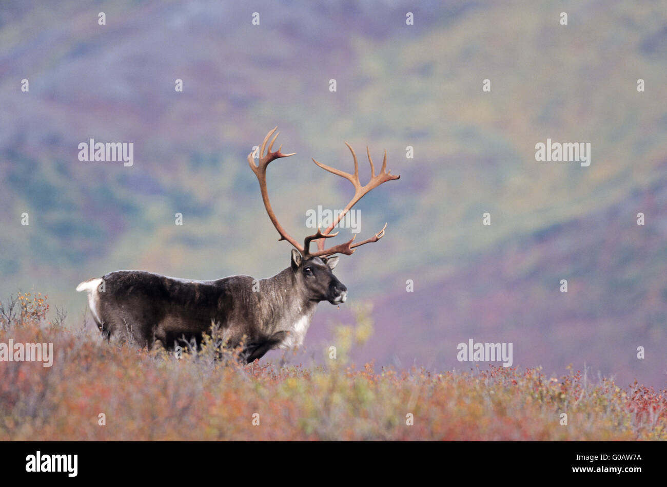 Bull Caribou in indian summer in the tundra Stock Photo - Alamy