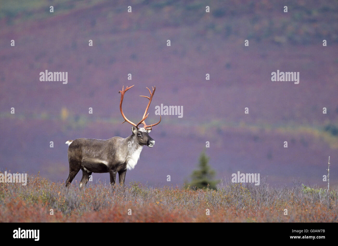 Bull Caribou in indian summer in the tundra Stock Photo - Alamy