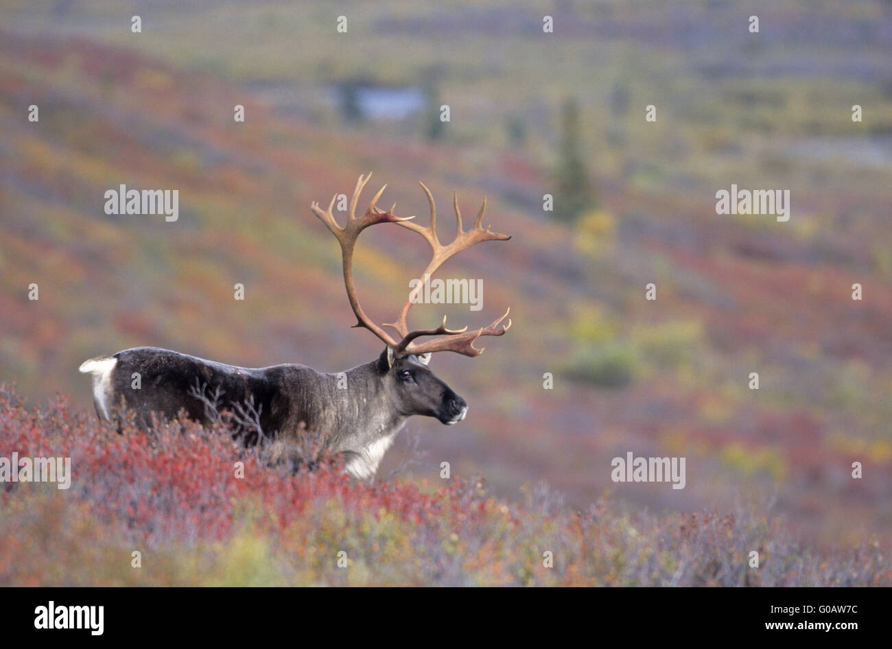 Bull Caribou in indian summer in the tundra Stock Photo - Alamy