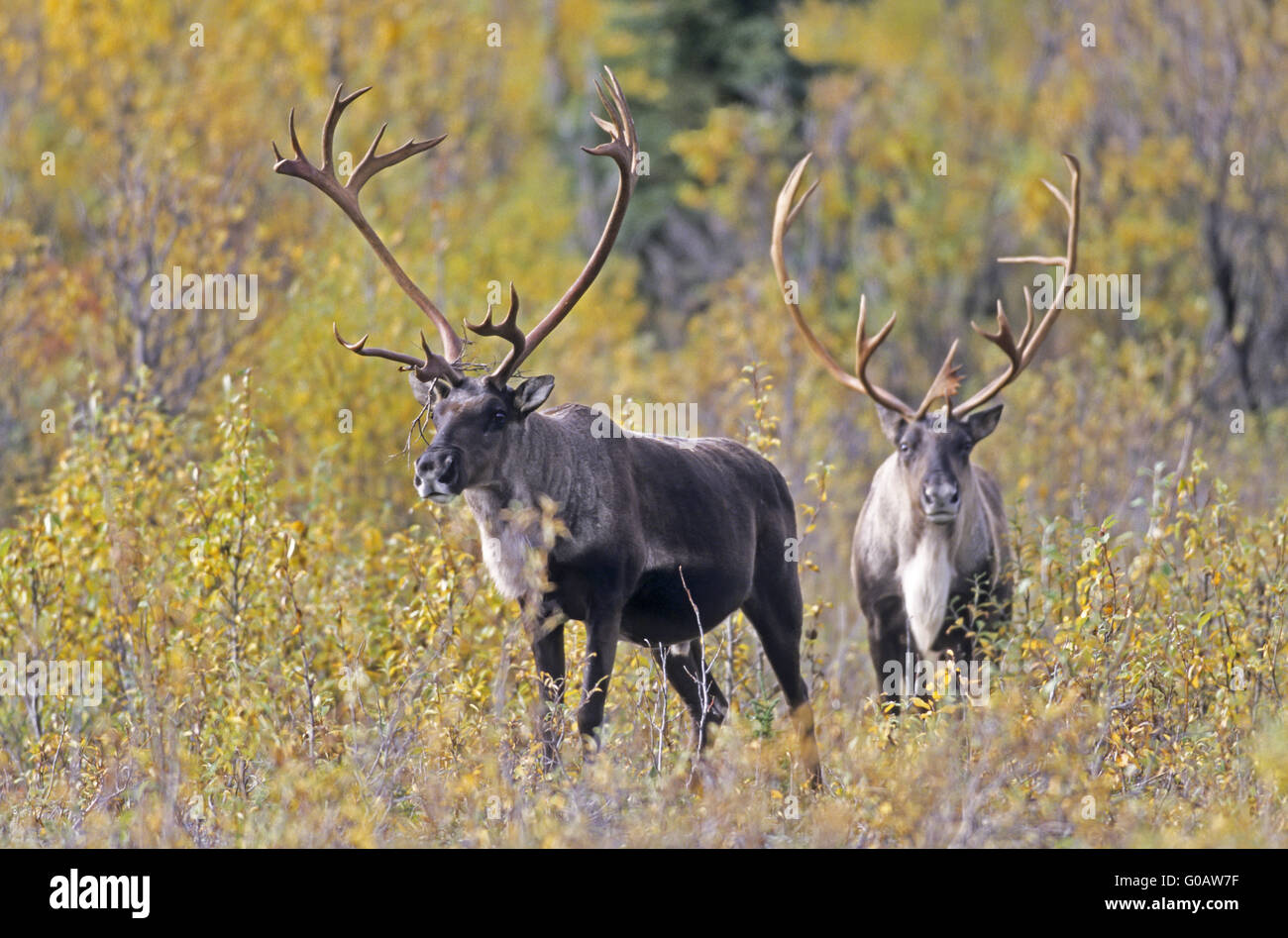 Bull Caribous in indian summer - (Grants Caribou Stock Photo - Alamy