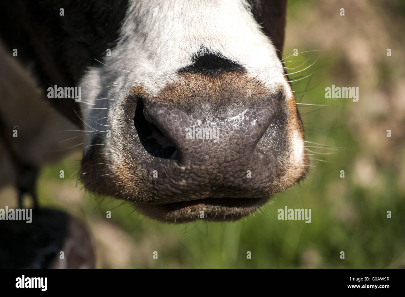 Wet cow nose closeup detail Stock Photo - Alamy