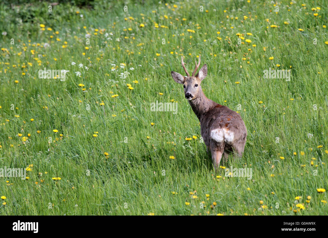 Roebuck does ricke hi-res stock photography and images - Alamy
