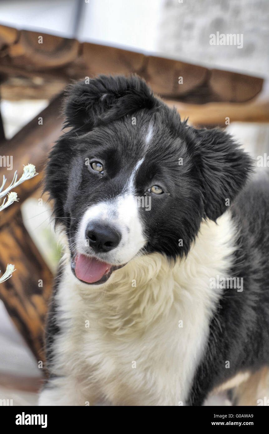 Der treue hund hi-res stock photography and images - Alamy