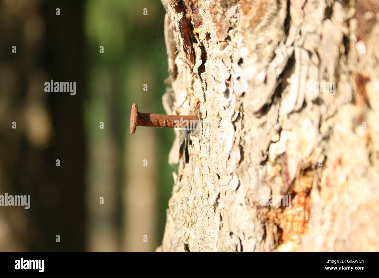 Rusty nail in the trunk of a tree Stock Photo - Alamy