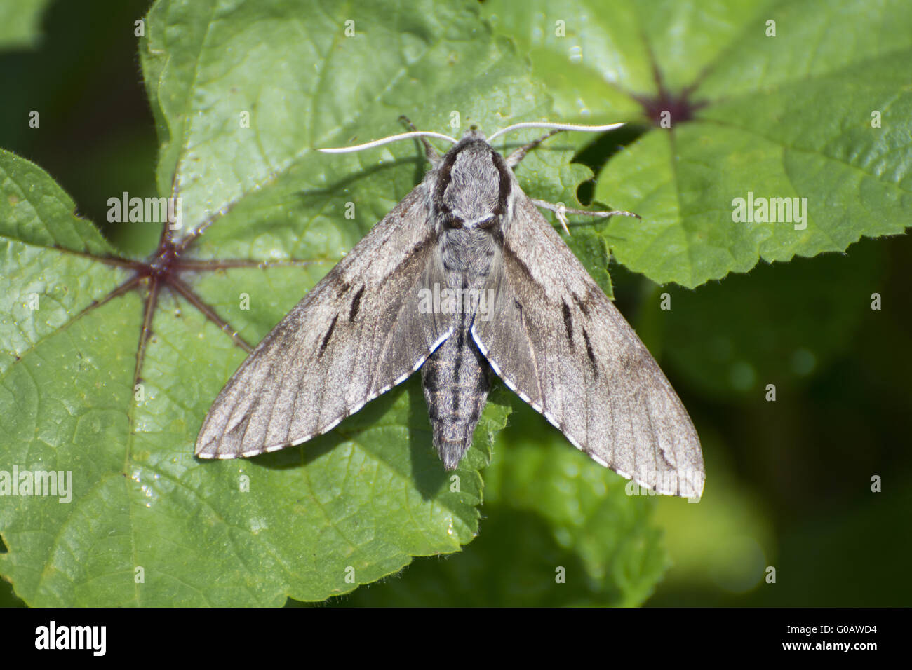 Pine hawk moth Stock Photo - Alamy