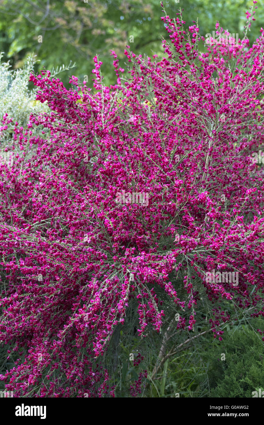 Red Broom High Resolution Stock Photography and Images - Alamy