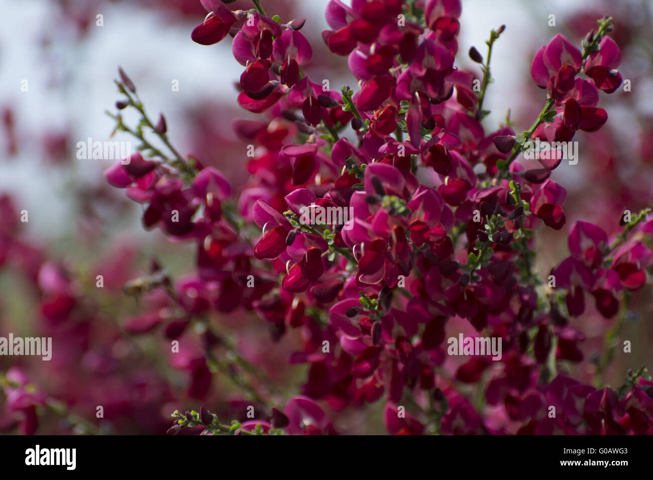 Broom park hi-res stock photography and images - Alamy