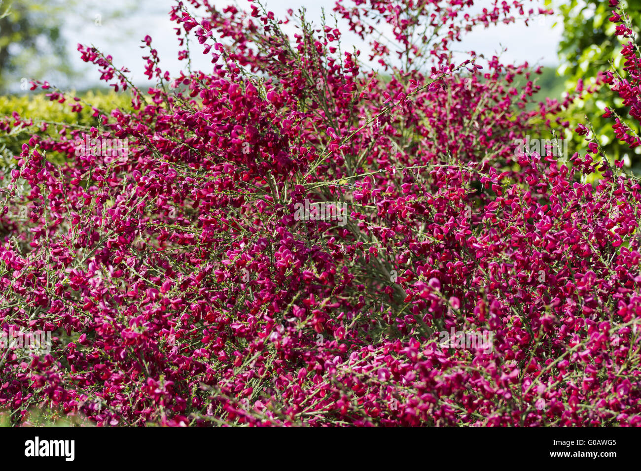 Red broom hi-res stock photography and images - Alamy