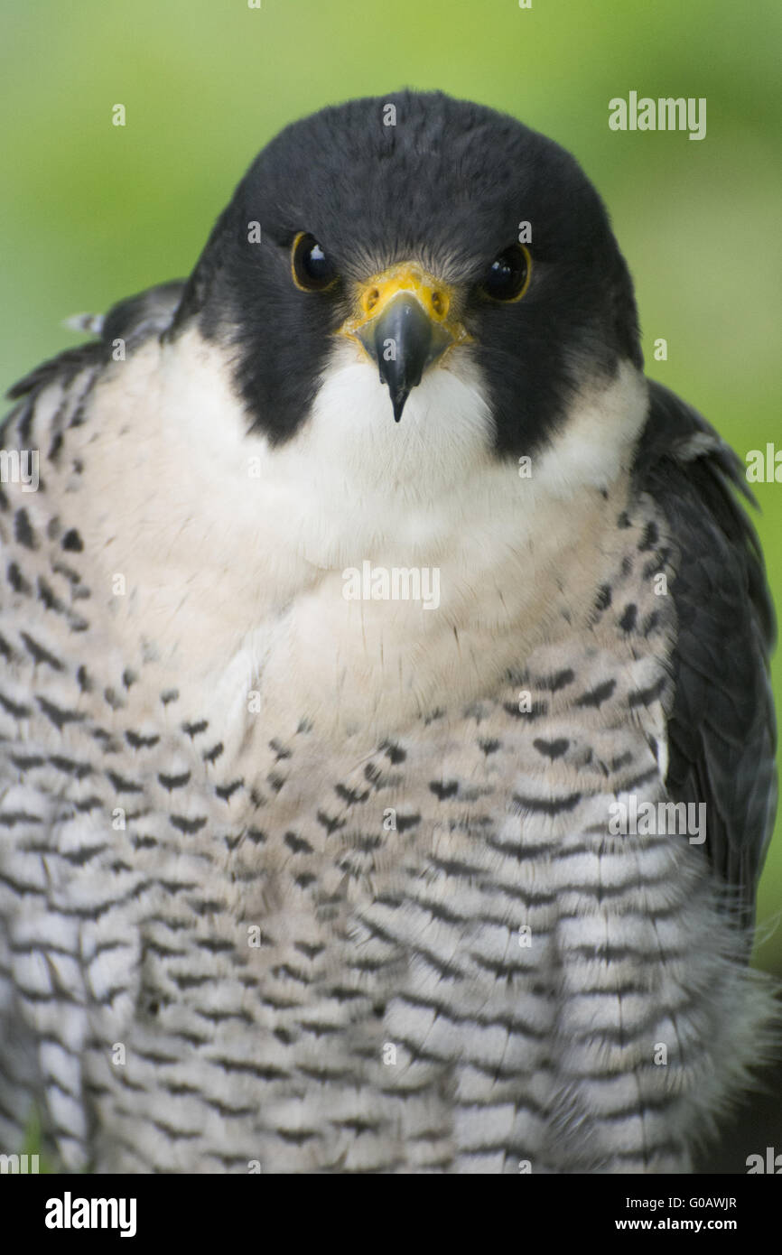 Grey Falcon Stock Photos & Grey Falcon Stock Images - Alamy