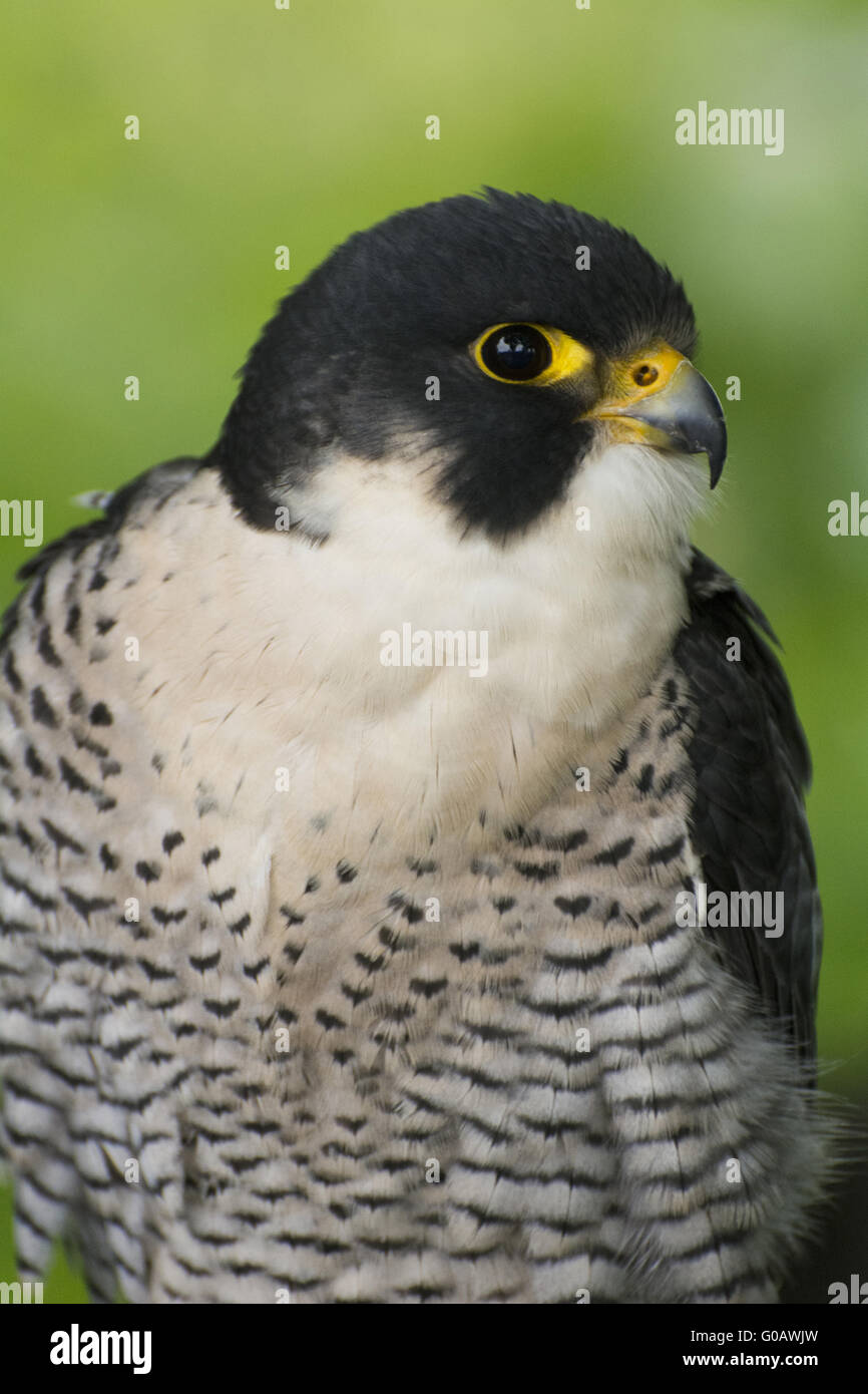 Grey falcons hi-res stock photography and images - Alamy