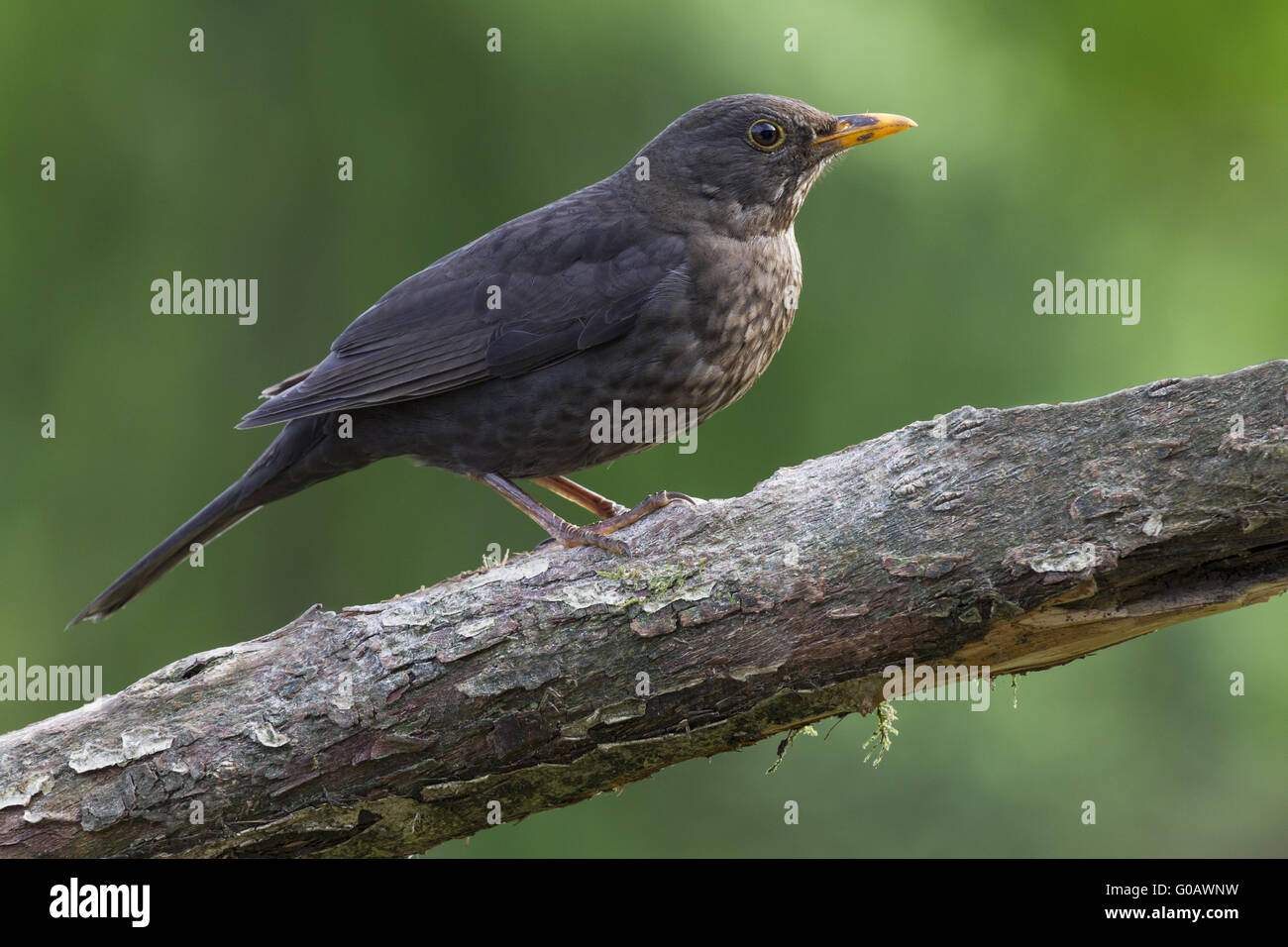Adult female birds hi-res stock photography and images - Alamy