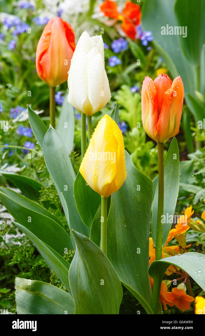 Beautiful varicolored tulips. Nature background Stock Photo - Alamy