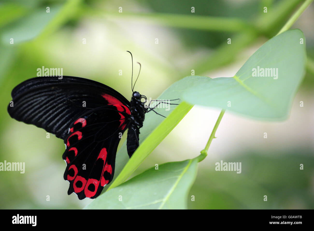 Scarlet Mormon butterfly / Papilio deiphobus Stock Photo - Alamy