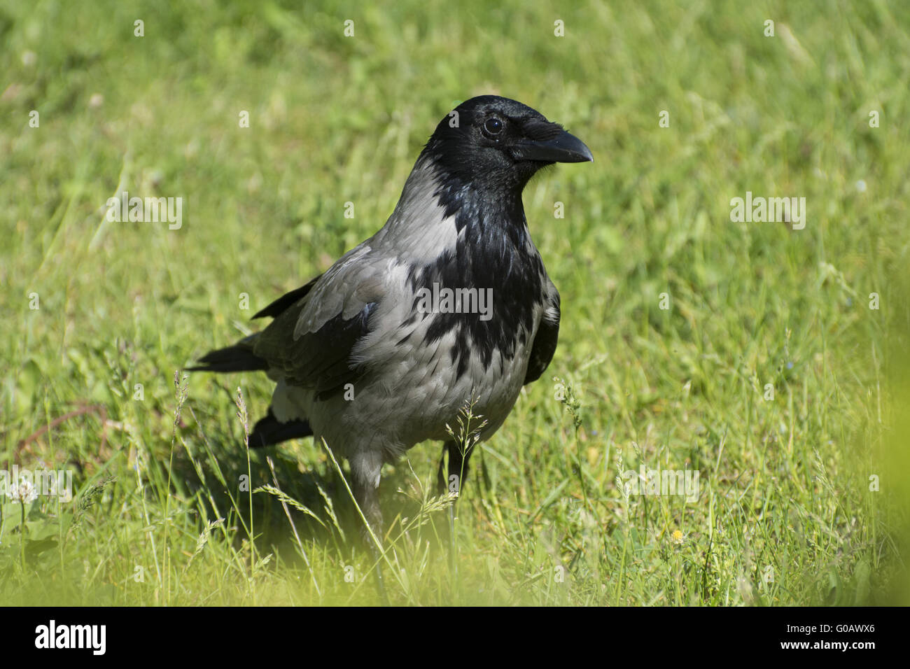Colour grey hi-res stock photography and images - Alamy