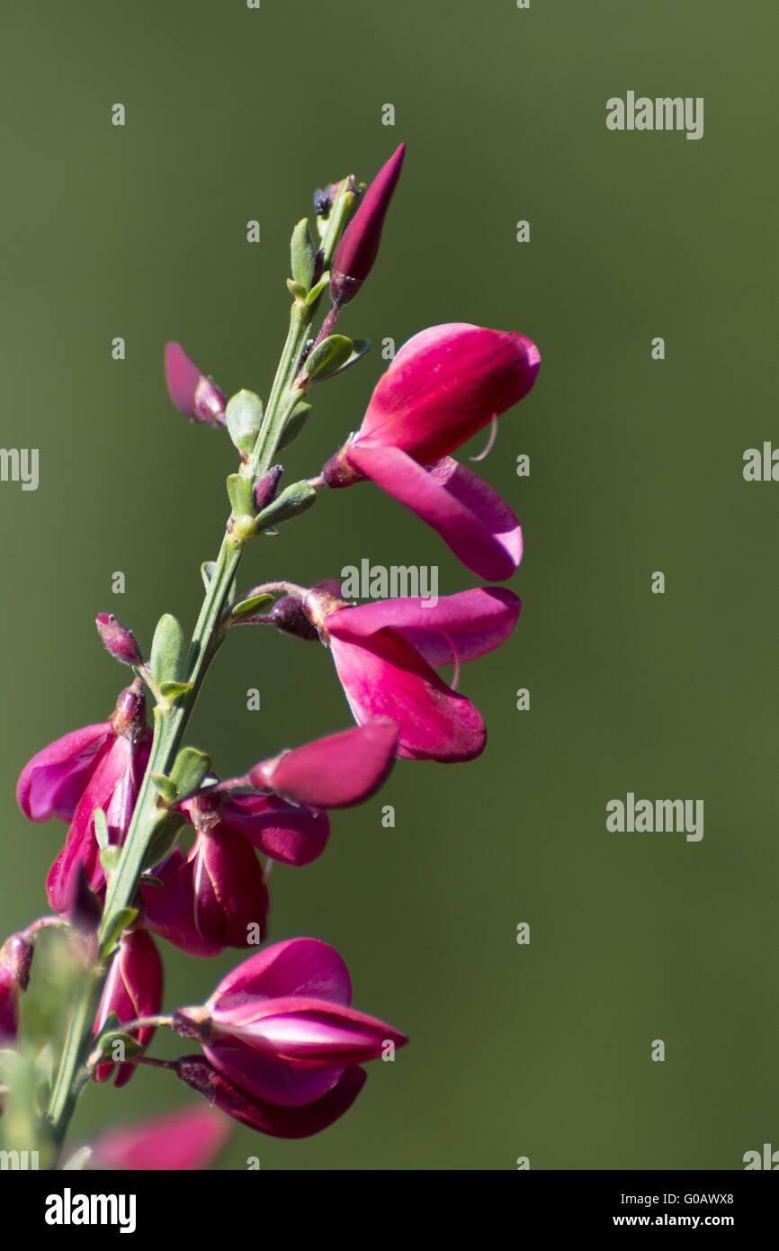 Broom plant hi-res stock photography and images - Alamy