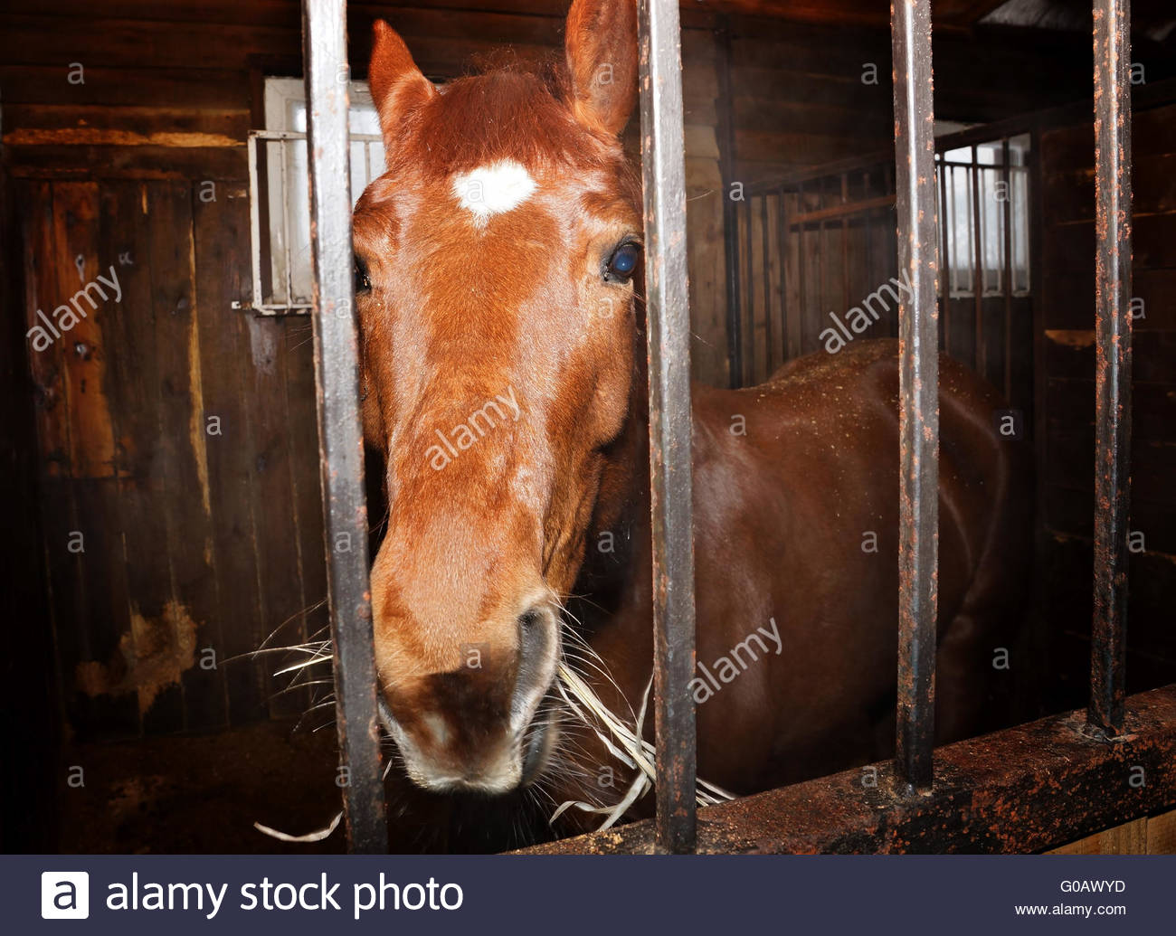 Thoroughbred Stallion Stock Photos & Thoroughbred Stallion Stock Images ...