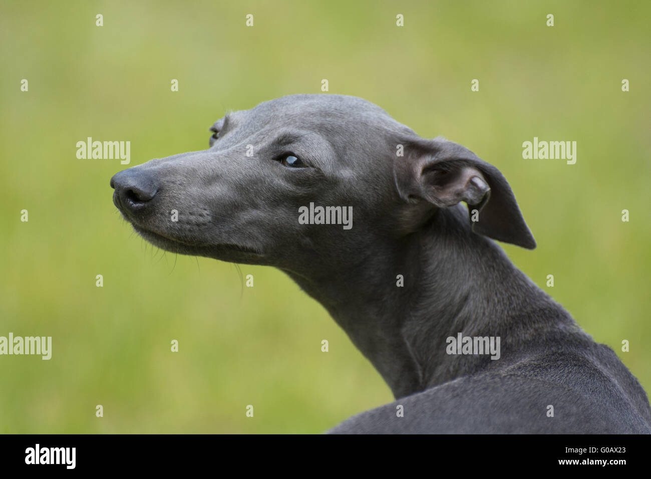 Italian greyhound hi-res stock photography and images - Alamy