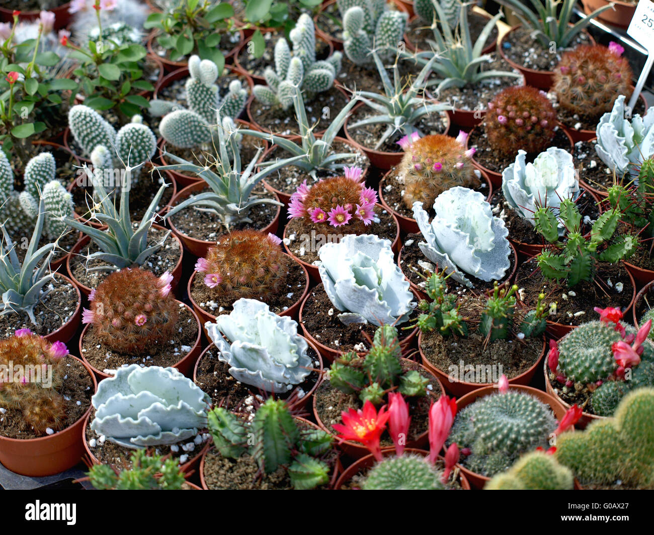 Small succulent cactus sale hi-res stock photography and images - Alamy