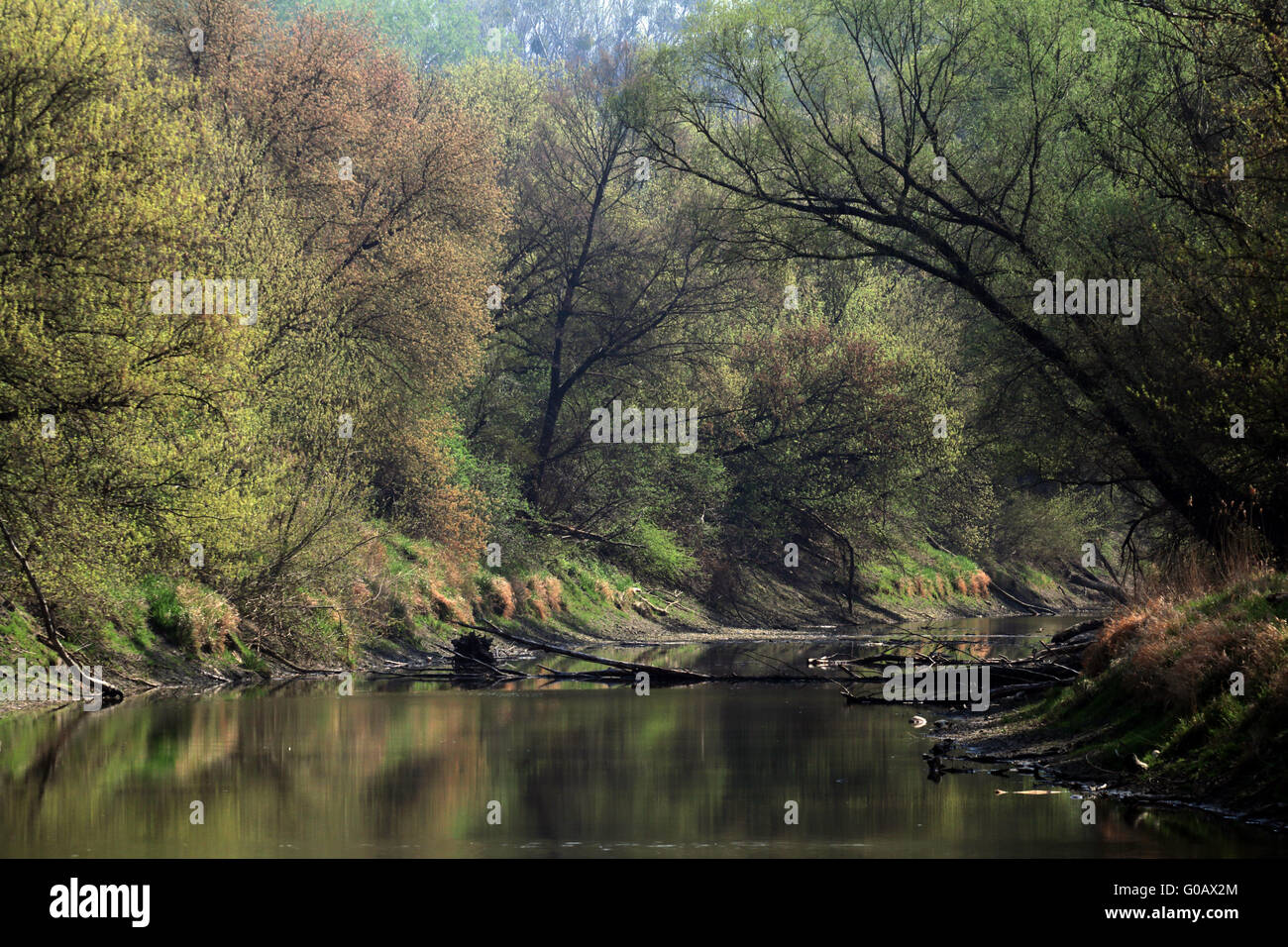 Danube Floodplain Forest National Park, Austria Stock Photo - Alamy