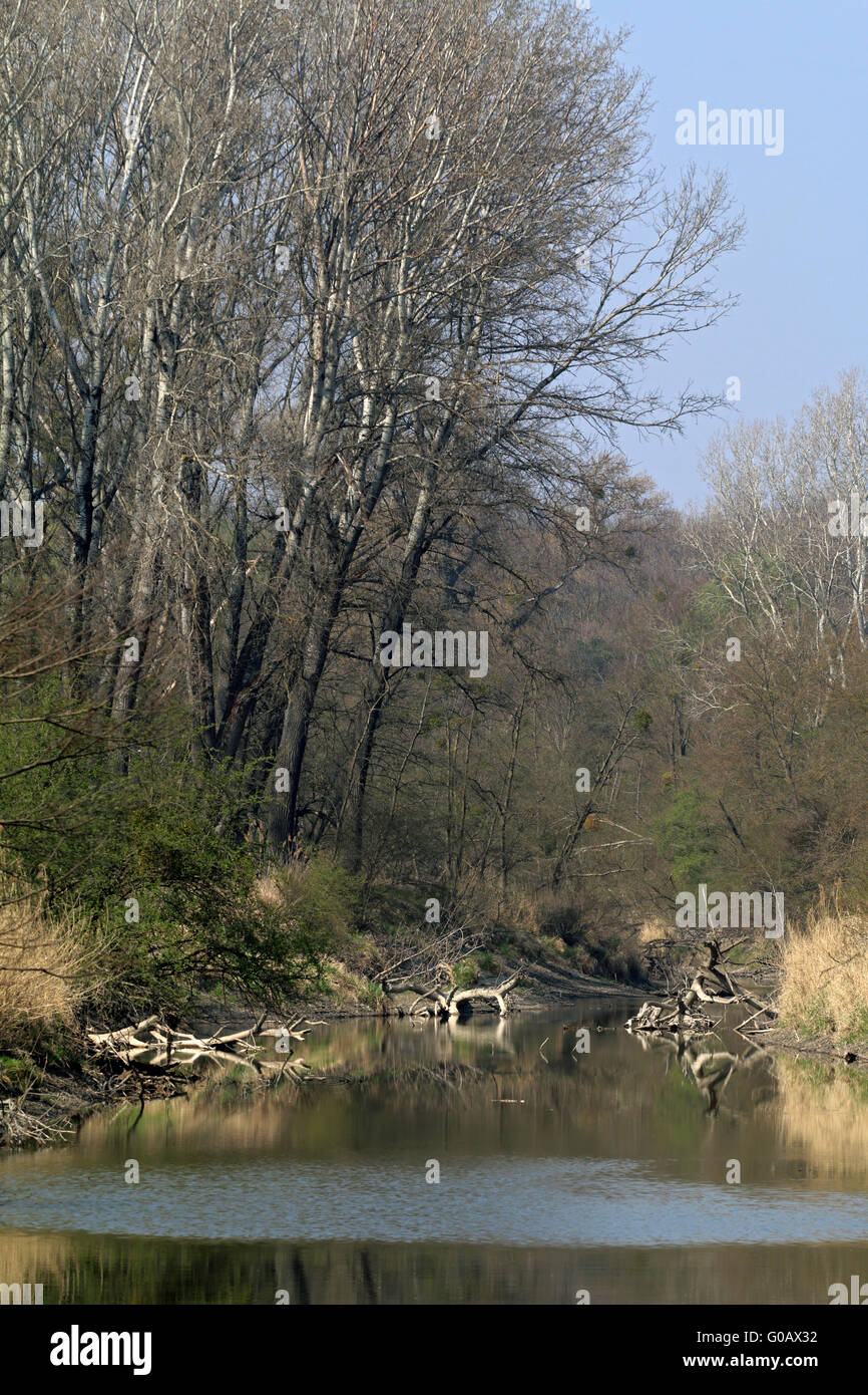 Danube Floodplain Forest National Park, Austria Stock Photo - Alamy